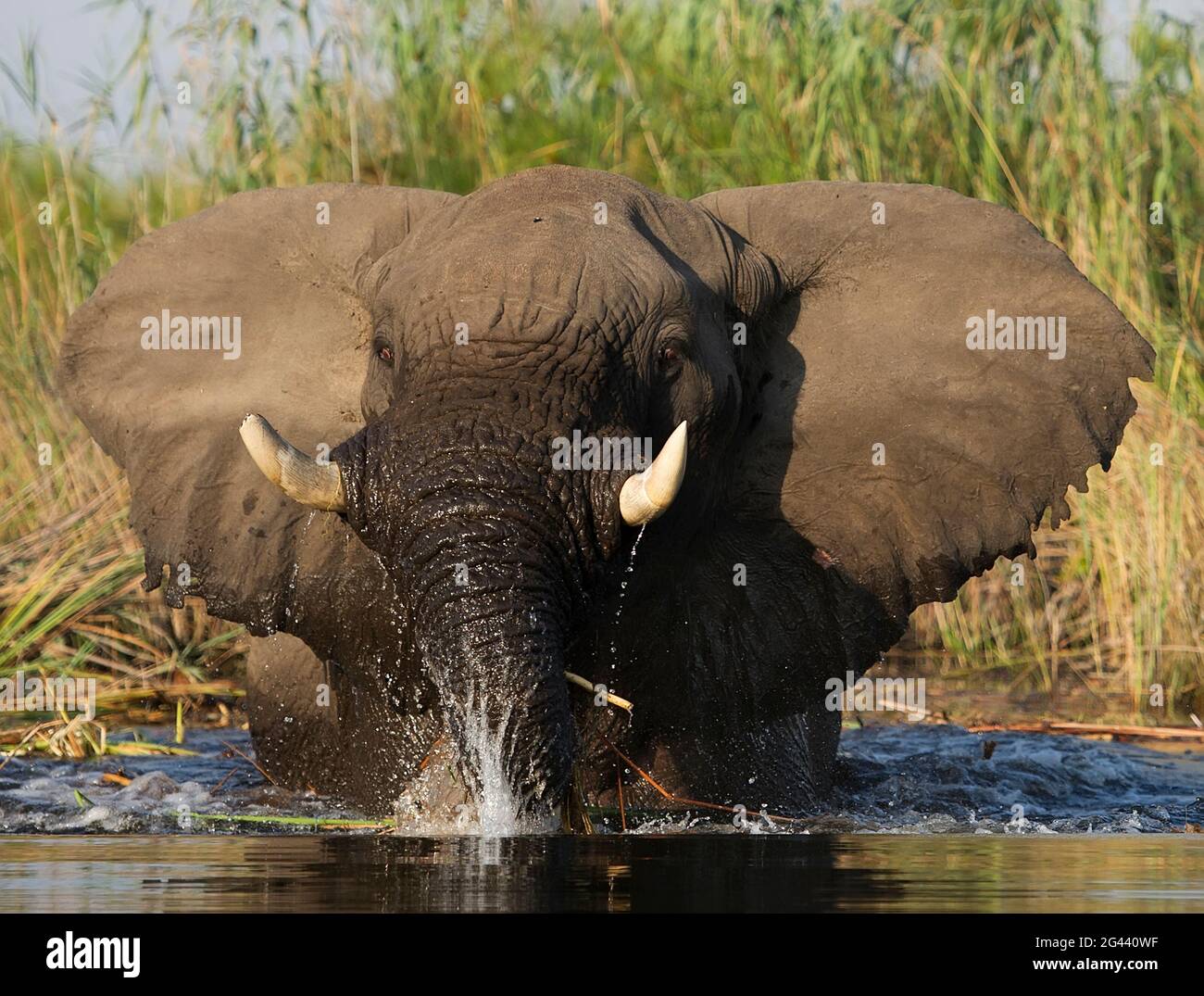 An angry African elephant in the Okavango delta Stock Photo - Alamy