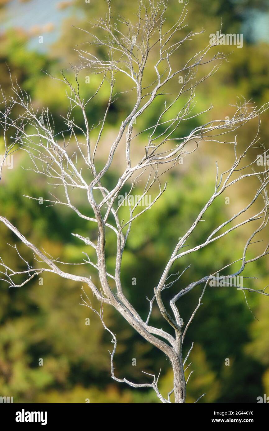 Dry grey branch tree hi-res stock photography and images - Alamy