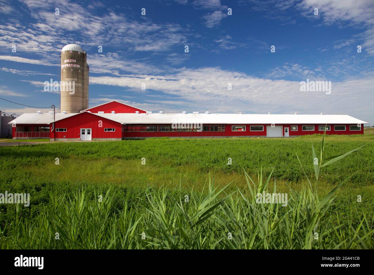 Red Farm in a cornfield, Quebec, Canada Stock Photo - Alamy