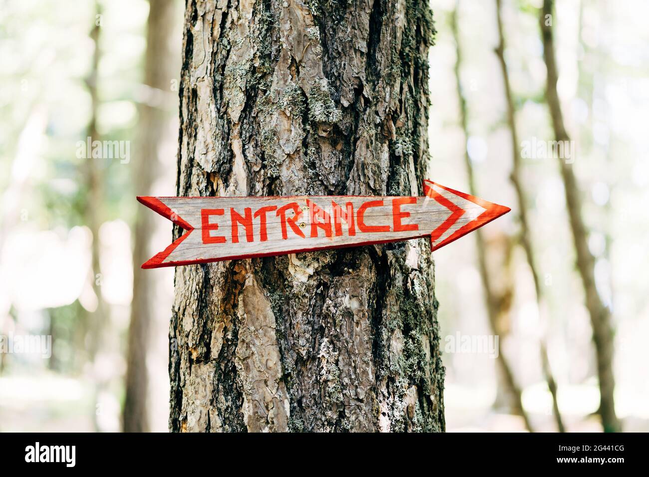 Arrow tree hi-res stock photography and images - Alamy