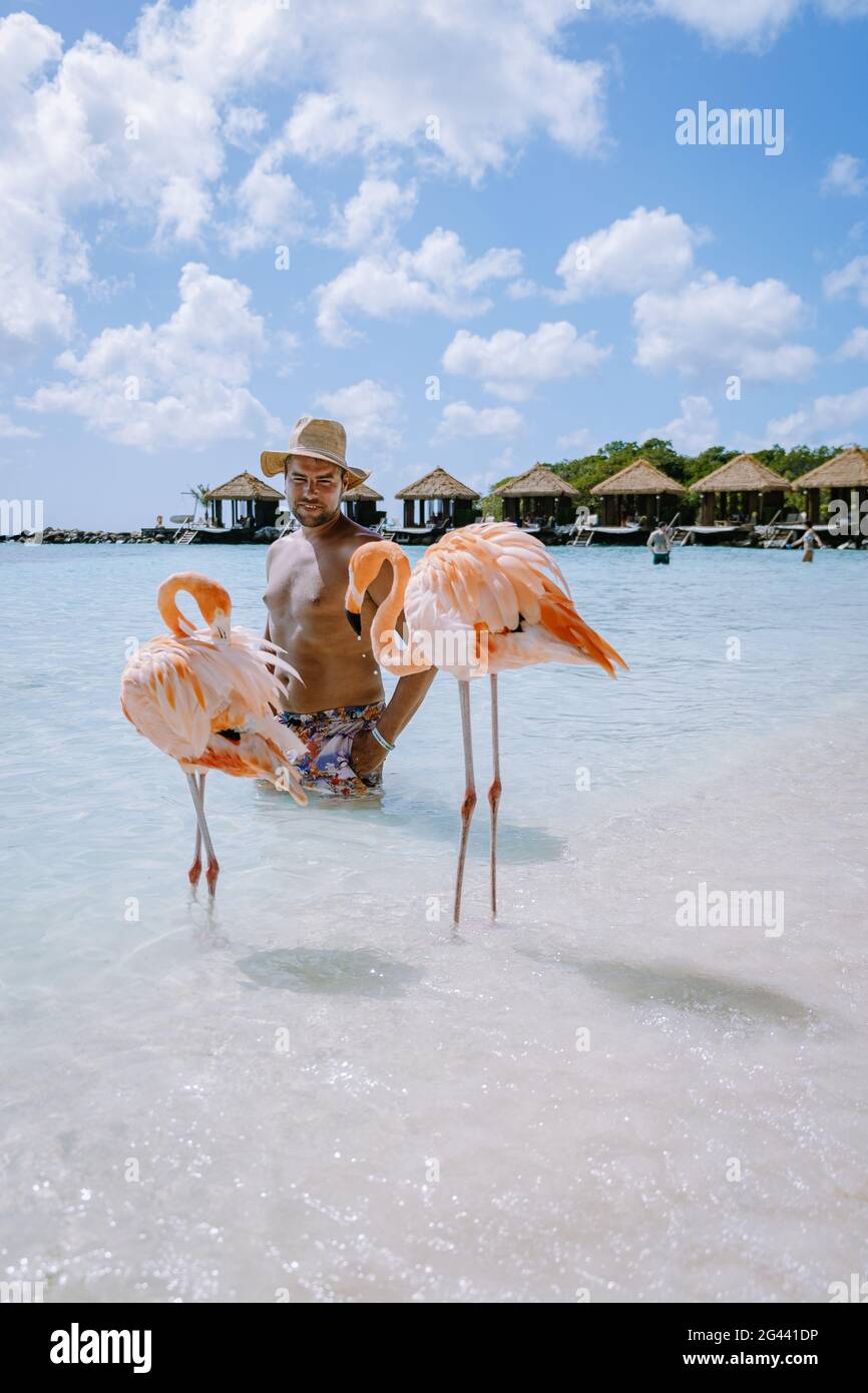 Aruba beach with pink flamingos at the beach, flamingo at the beach in ...