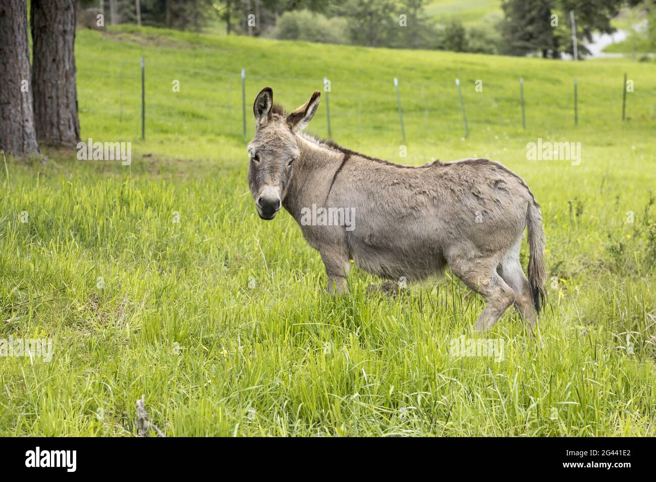 This Little White Donkey High Resolution Stock Photography and Images ...