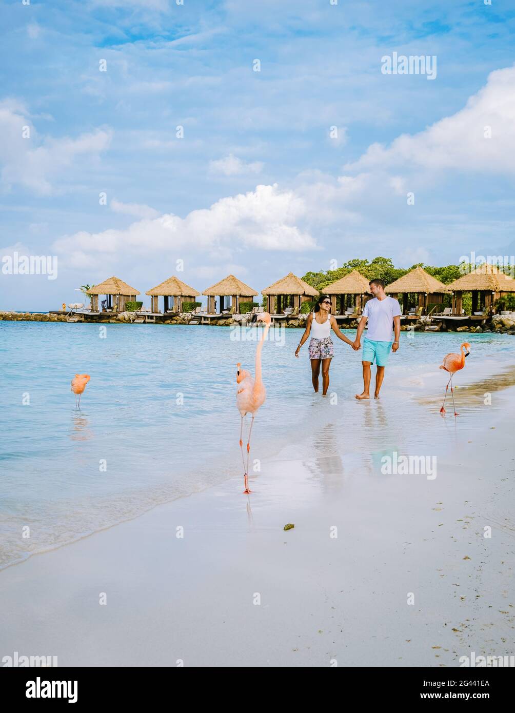 Aruba beach with pink flamingos at the beach, flamingo at the beach in ...