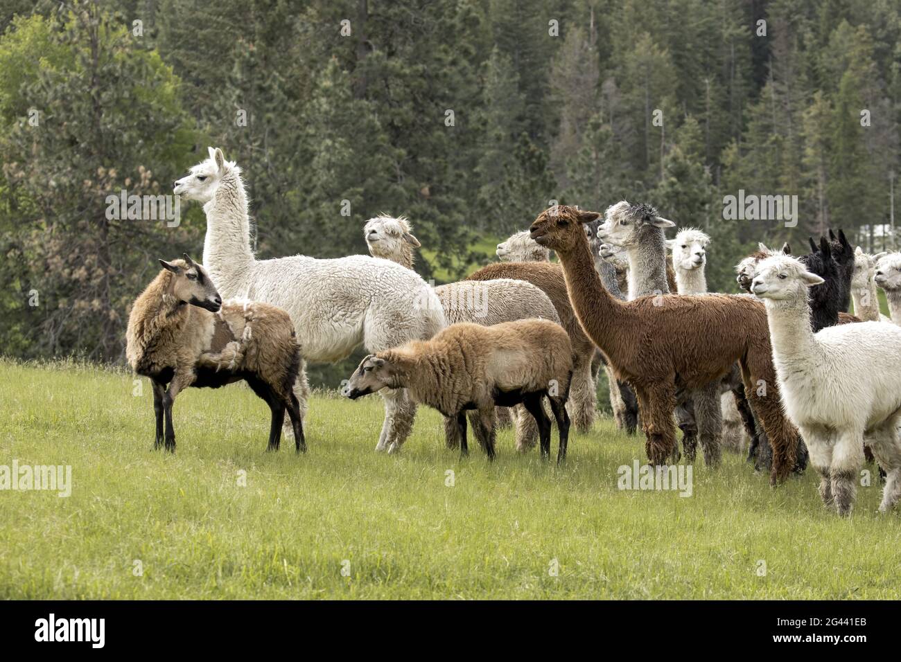 Alpacas And Sheep High Resolution Stock Photography and Images - Alamy
