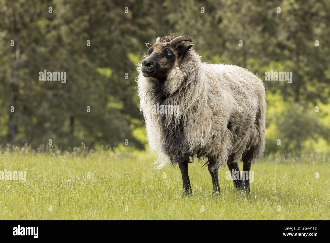 Big horn sheep side view hi-res stock photography and images - Alamy