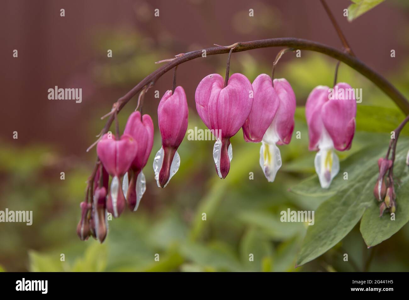 Bleeding heart flowers hi-res stock photography and images - Alamy