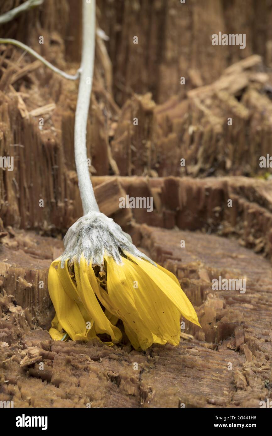Wilting Flower High Resolution Stock Photography and Images - Alamy