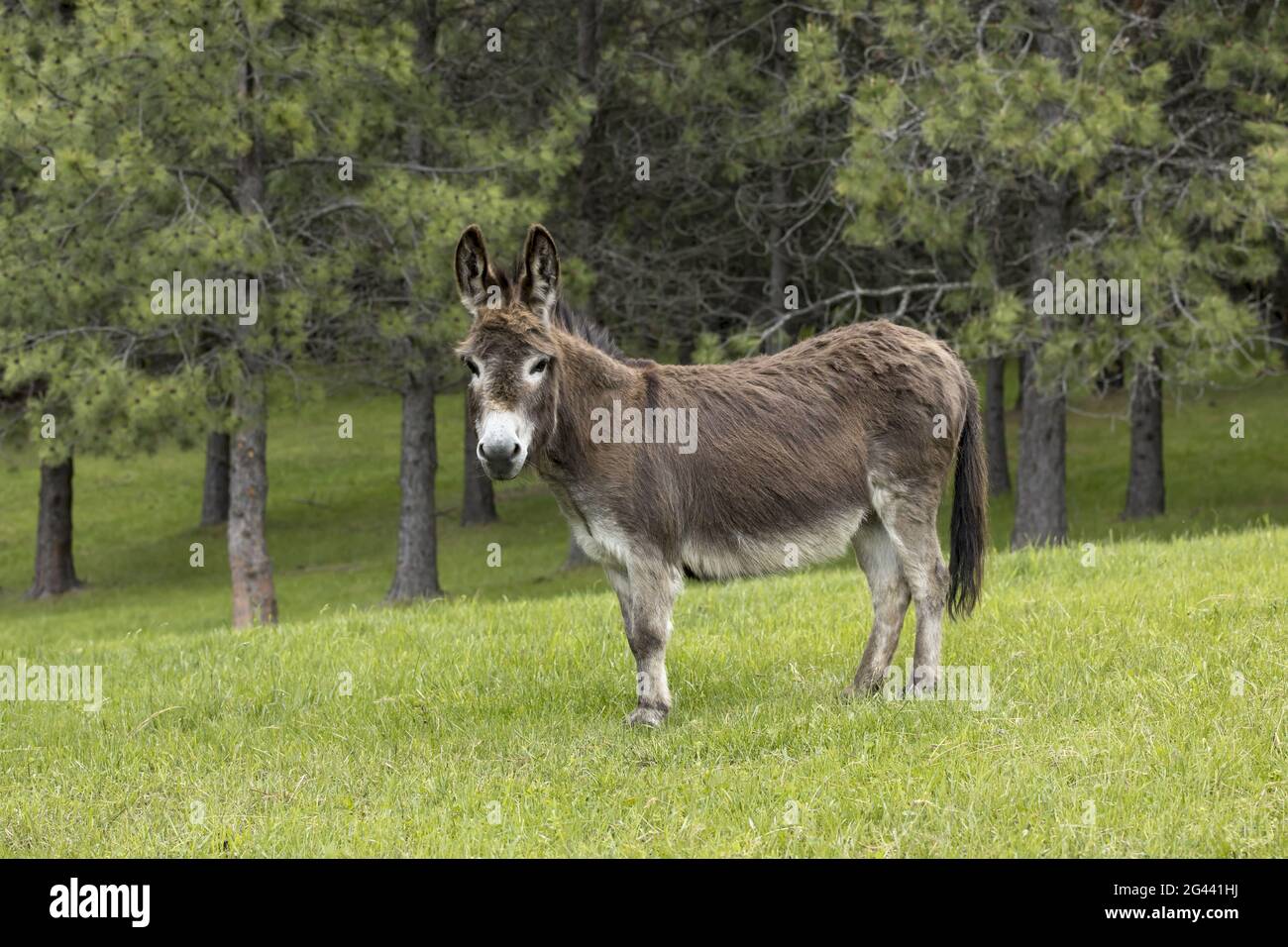 Adorable donkey hi-res stock photography and images - Alamy