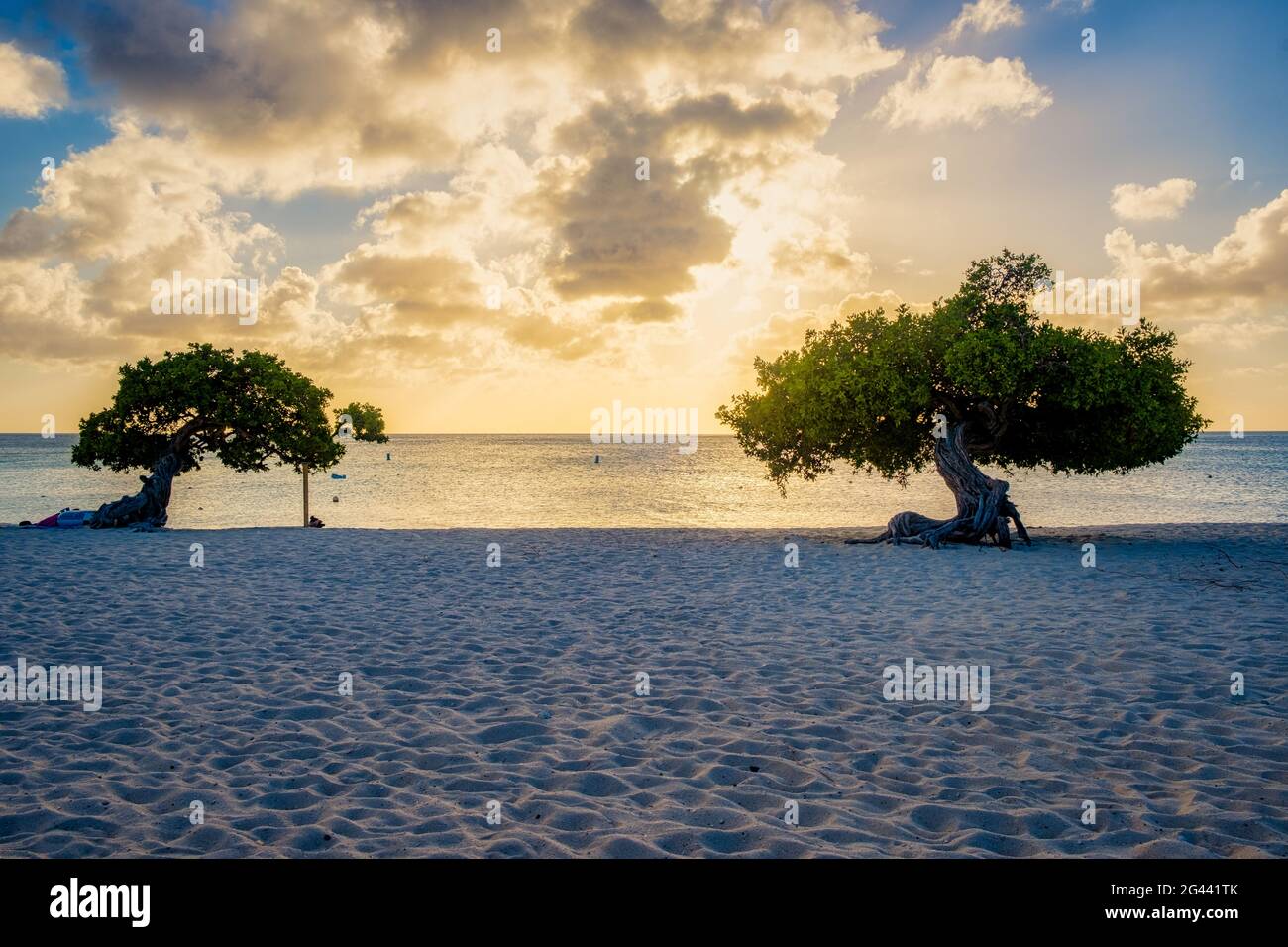 Divi Dive Trees on the shoreline of Eagle Beach in Aruba Stock Photo ...