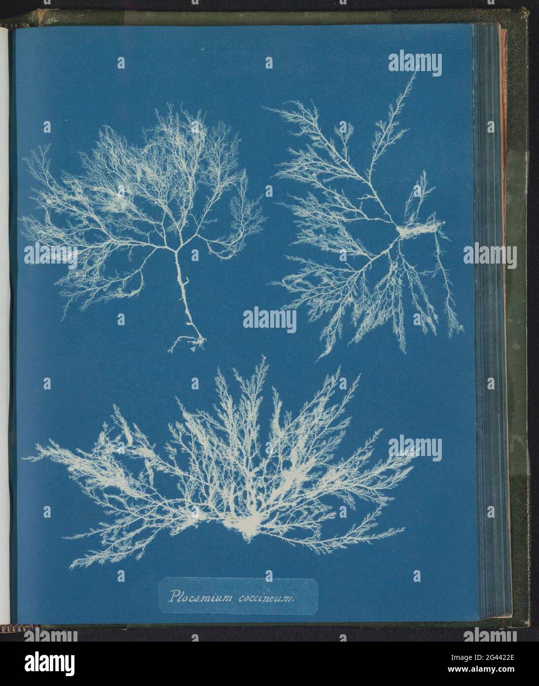 Plocamium coccineum; Seaweed Stock Photo - Alamy