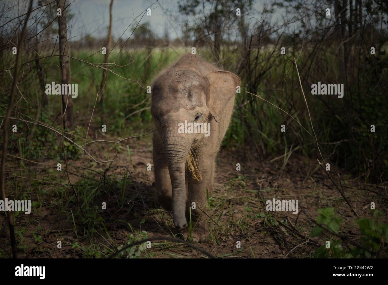 An elephant calf on the bushes, before a walk back to the elephant ...