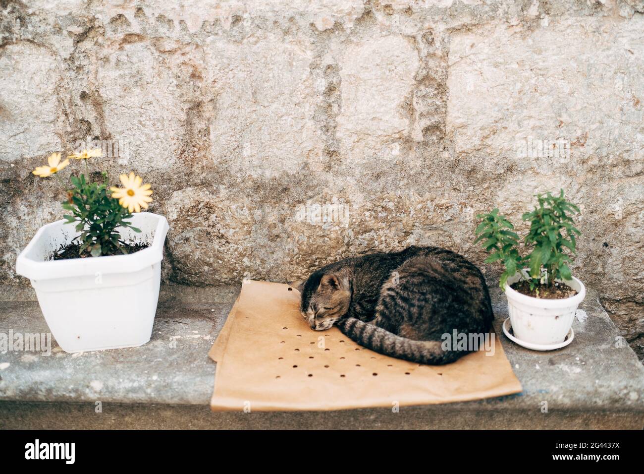 Cat between flowers hi-res stock photography and images - Alamy