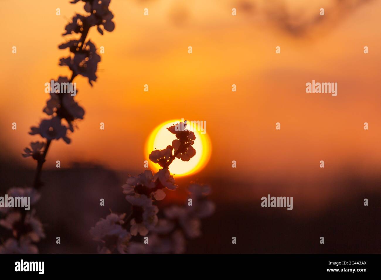 Cherry blossom tree silhouette hi-res stock photography and images - Alamy