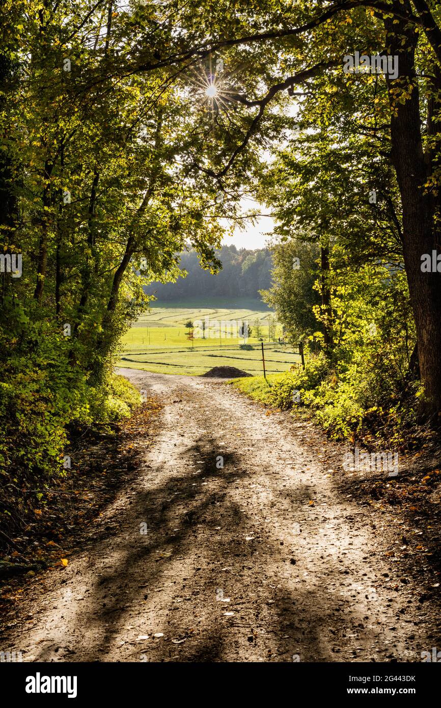 Forest path, exit, trees, forest, Rimsting, Bavaria, Germany Stock ...