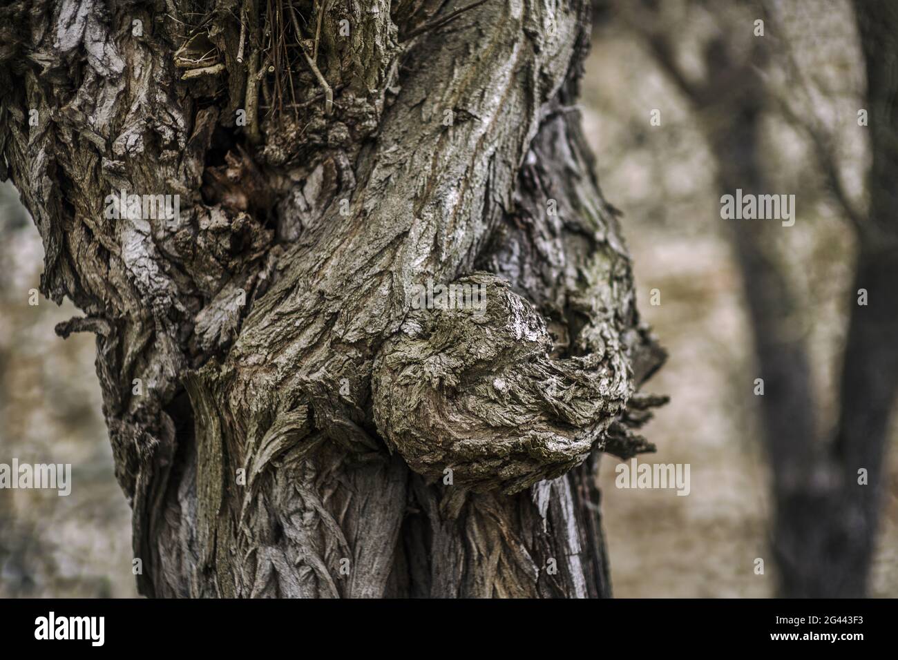 Tree structures hi-res stock photography and images - Alamy