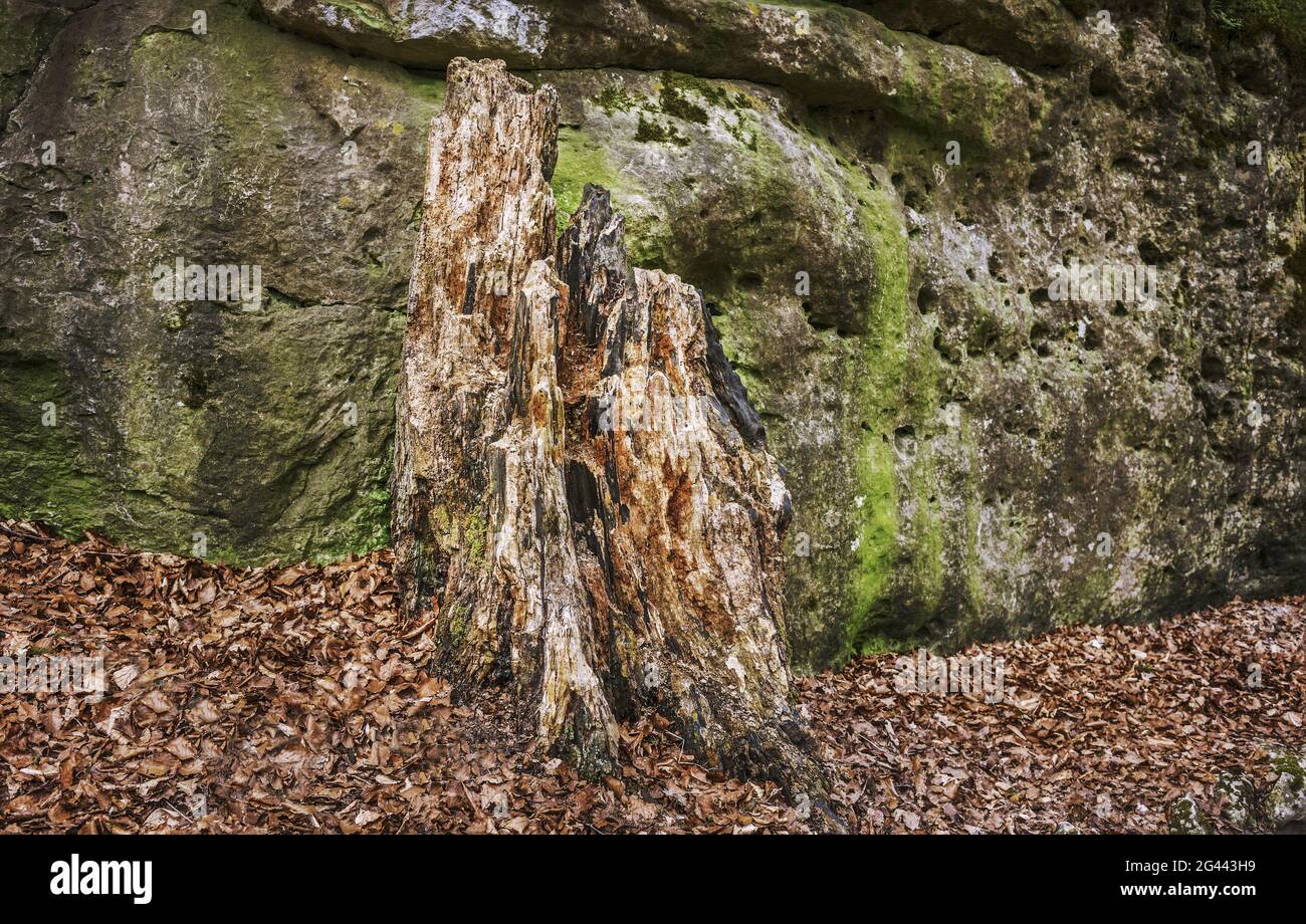The old tree trunk on the rock Stock Photo - Alamy