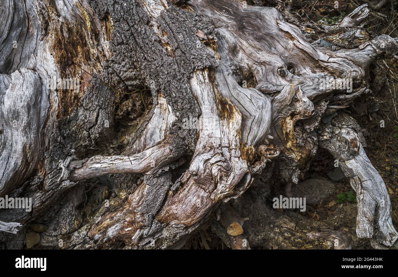 Root formation hi-res stock photography and images - Alamy