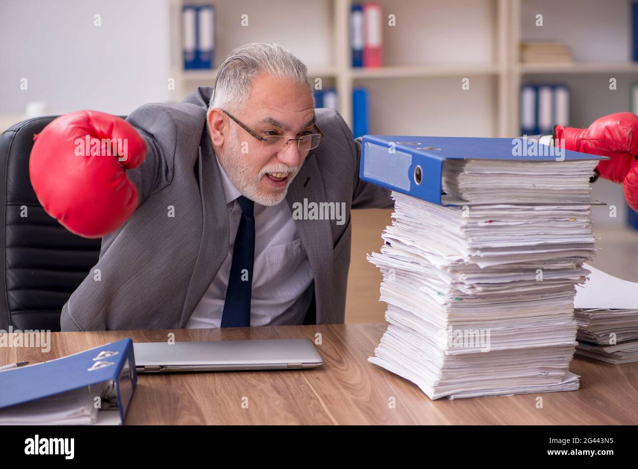 Old businessman employee wearing boxing gloves at workplace Stock Photo ...