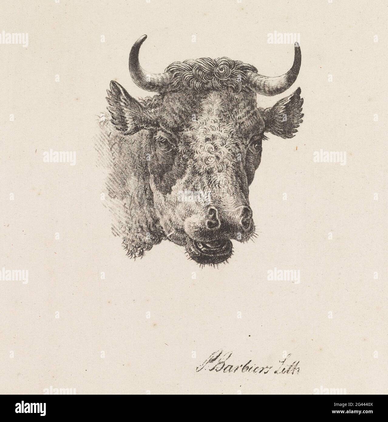 Bull head. The bull looks to the right, his head is shown frontally ...
