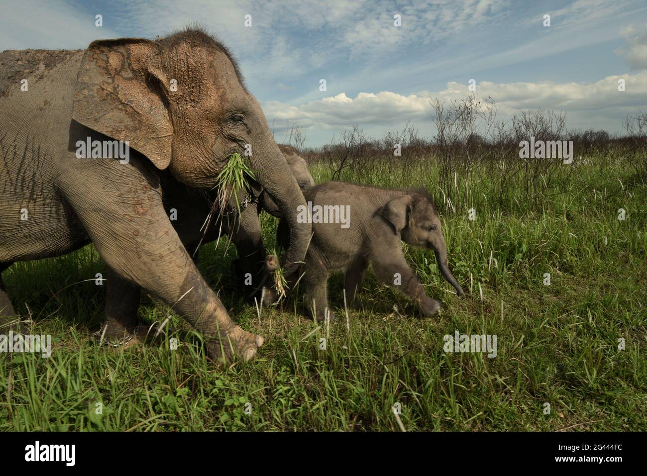 A group of elephants walking back to the elephant center after they ...
