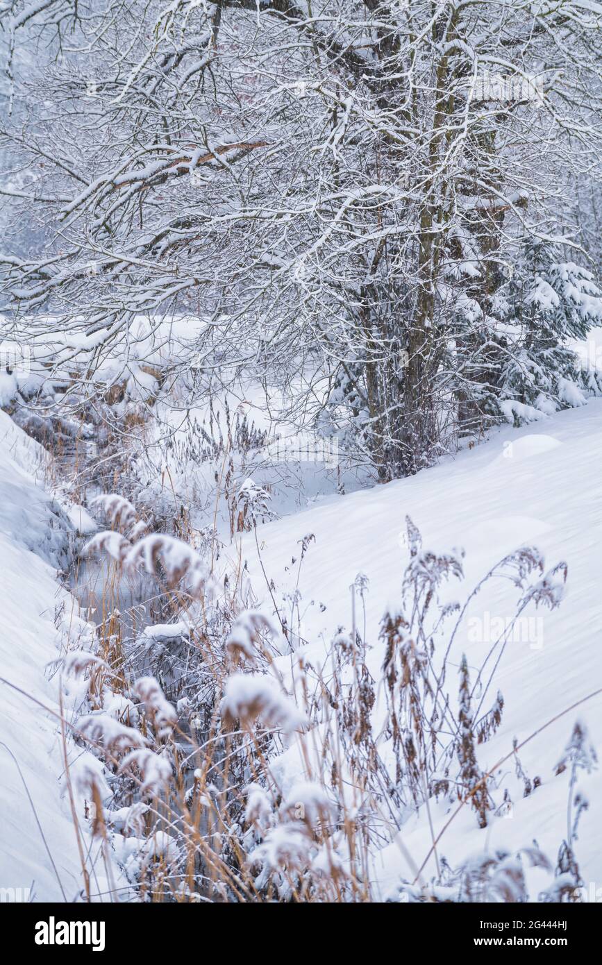 Winter in Weilheimer Moos, Bavaria, Germany, Europe Stock Photo - Alamy