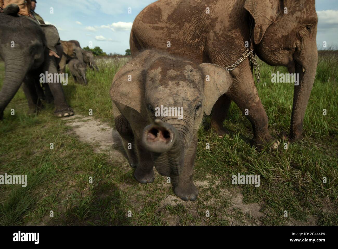 A group of elephants walking back to the elephant center after they ...