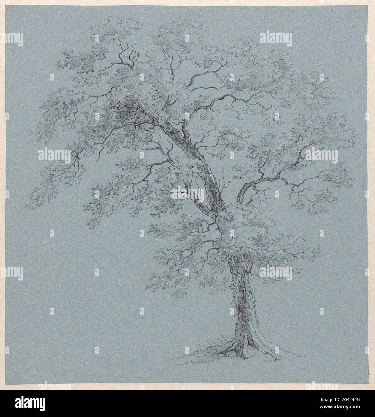 Tree study. Drawing from a group of drawings of landscapes and ...