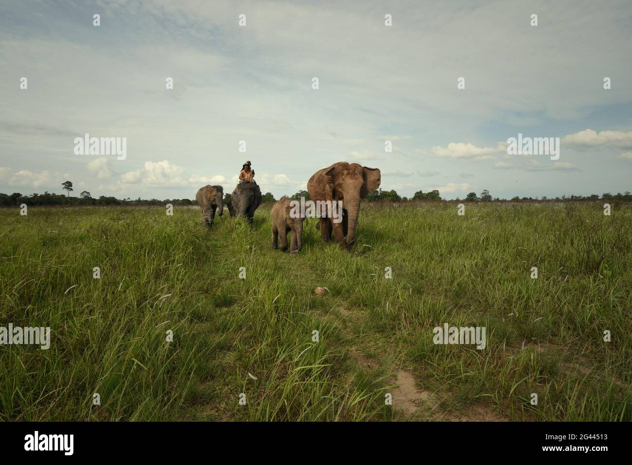 A group of elephants walking back to the elephant center after they ...