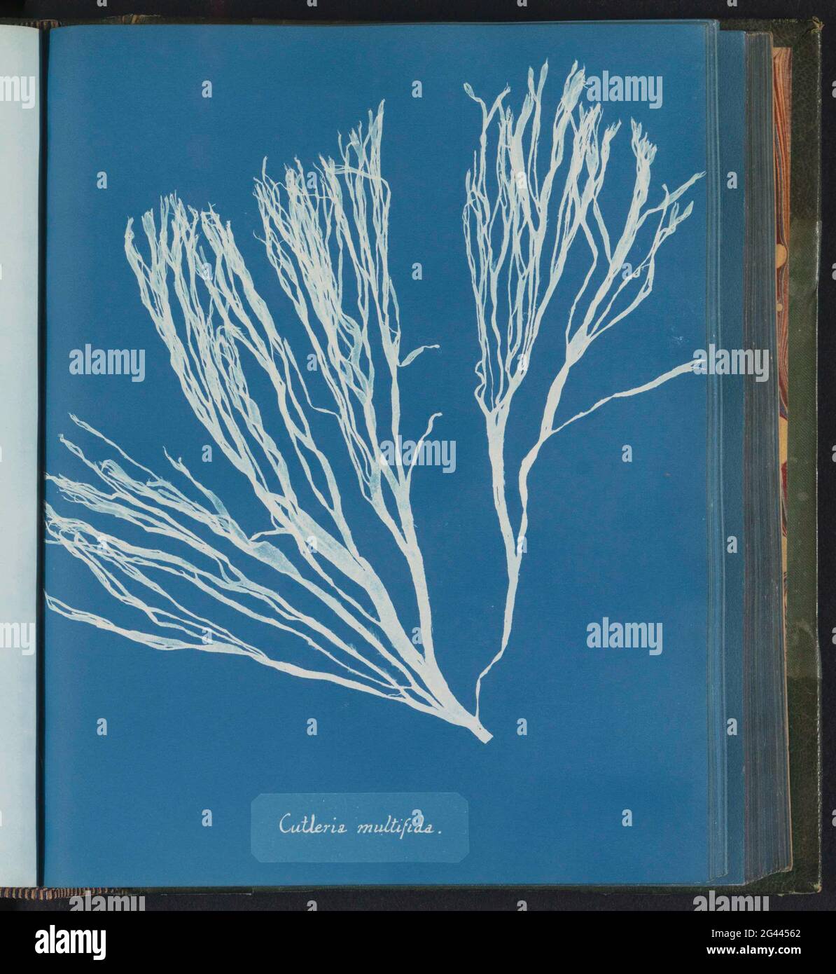Cutleria multifida hi-res stock photography and images - Alamy