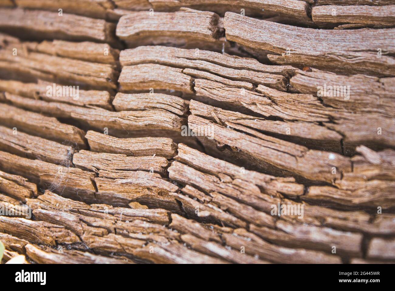 Close-up of an old rotten tree. Cracks in the wood. Breaks in the old ...