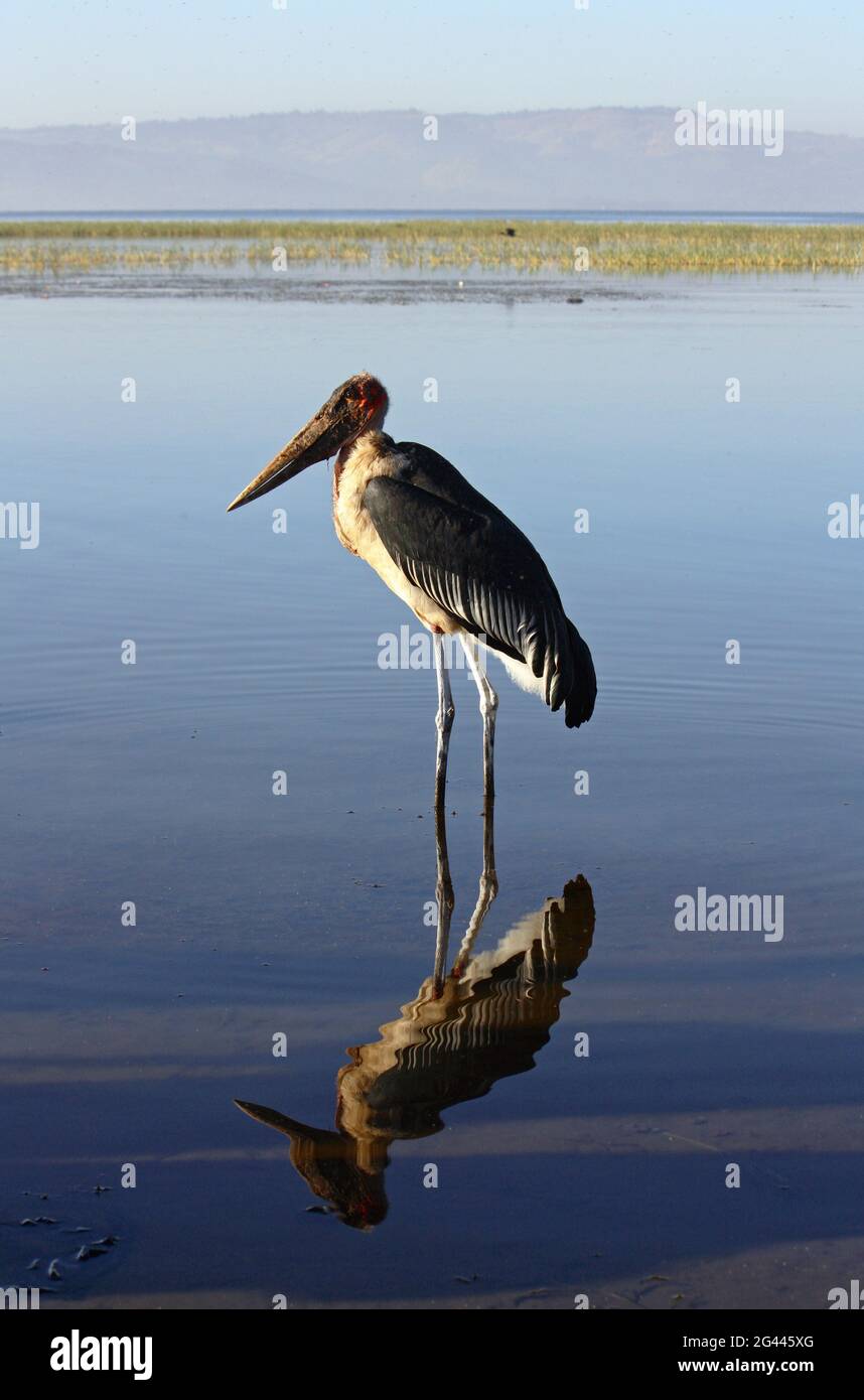 Ethiopia; Southern Nations Region; Hawassa Lake at Hawassa; fish-rich ...