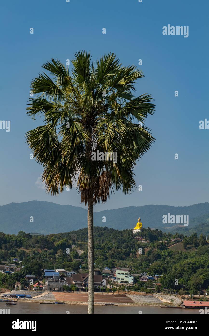 Palm tree in front of Vat Chom Khao Manilat Temple with view over Mekong River to Chiang Khong ...