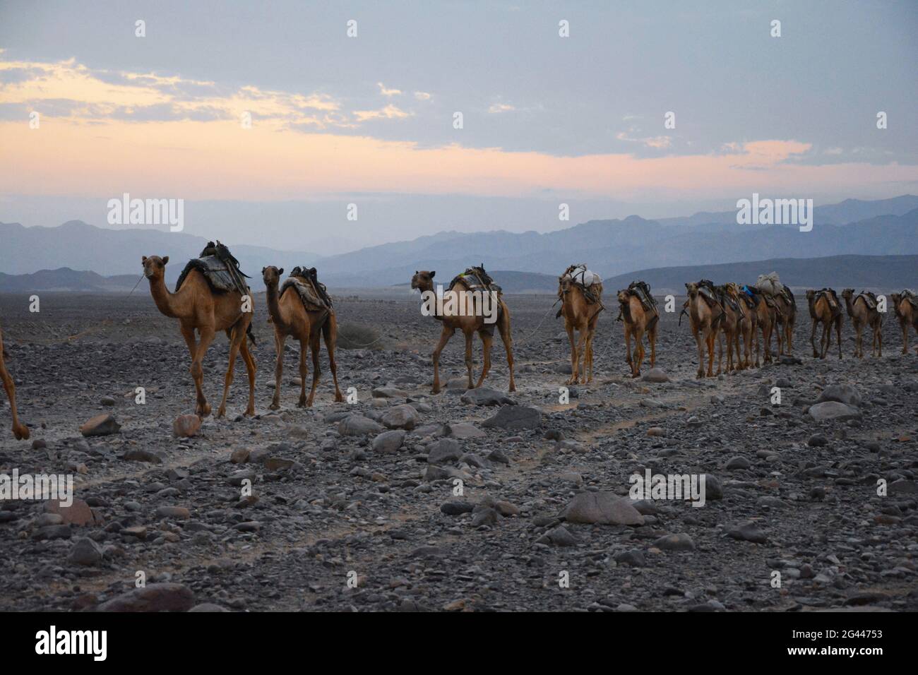 Ethiopia; Afar region; Danakil Desert; Danakil Depression; Camel ...