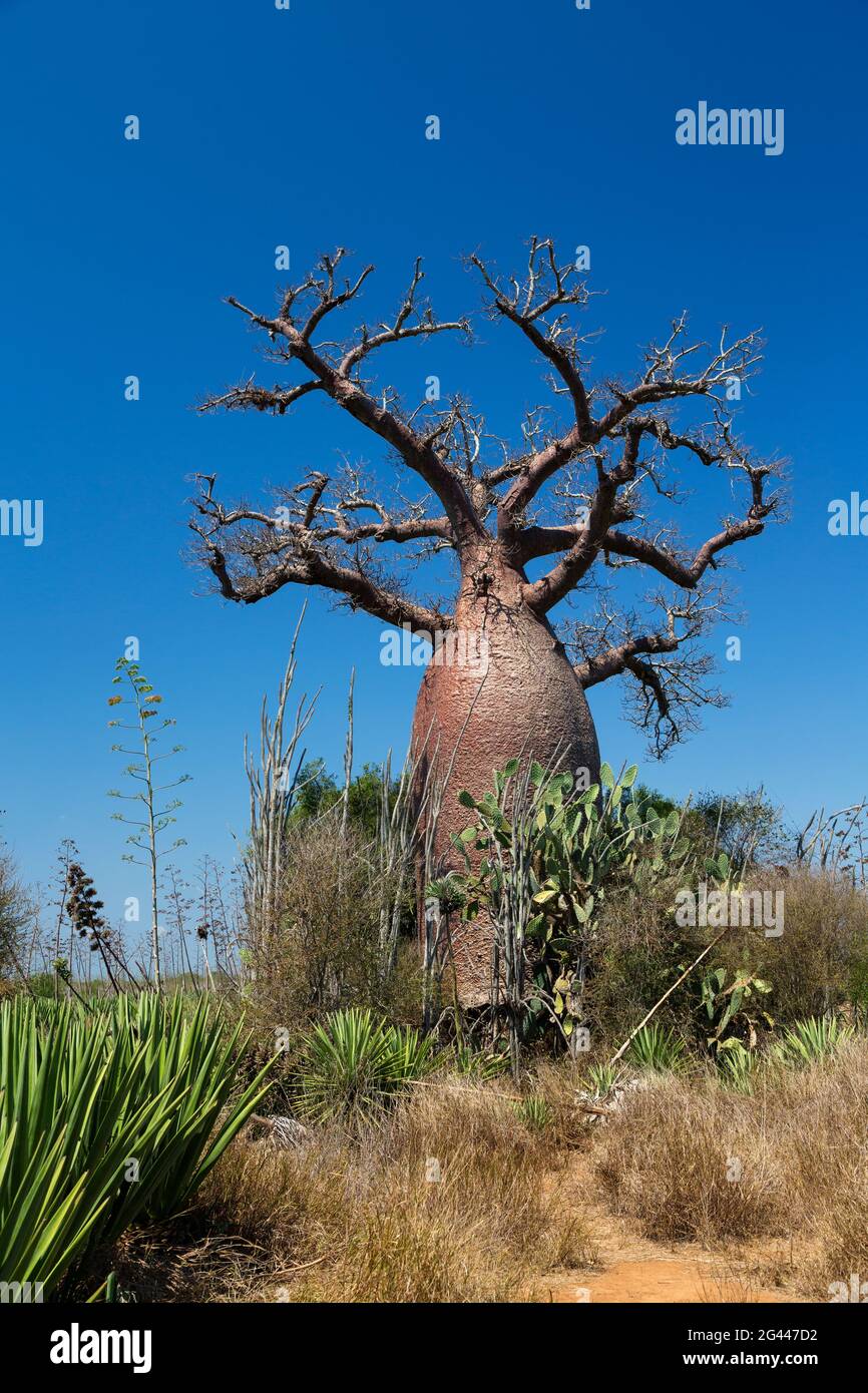 Small baobab trees hi-res stock photography and images - Alamy
