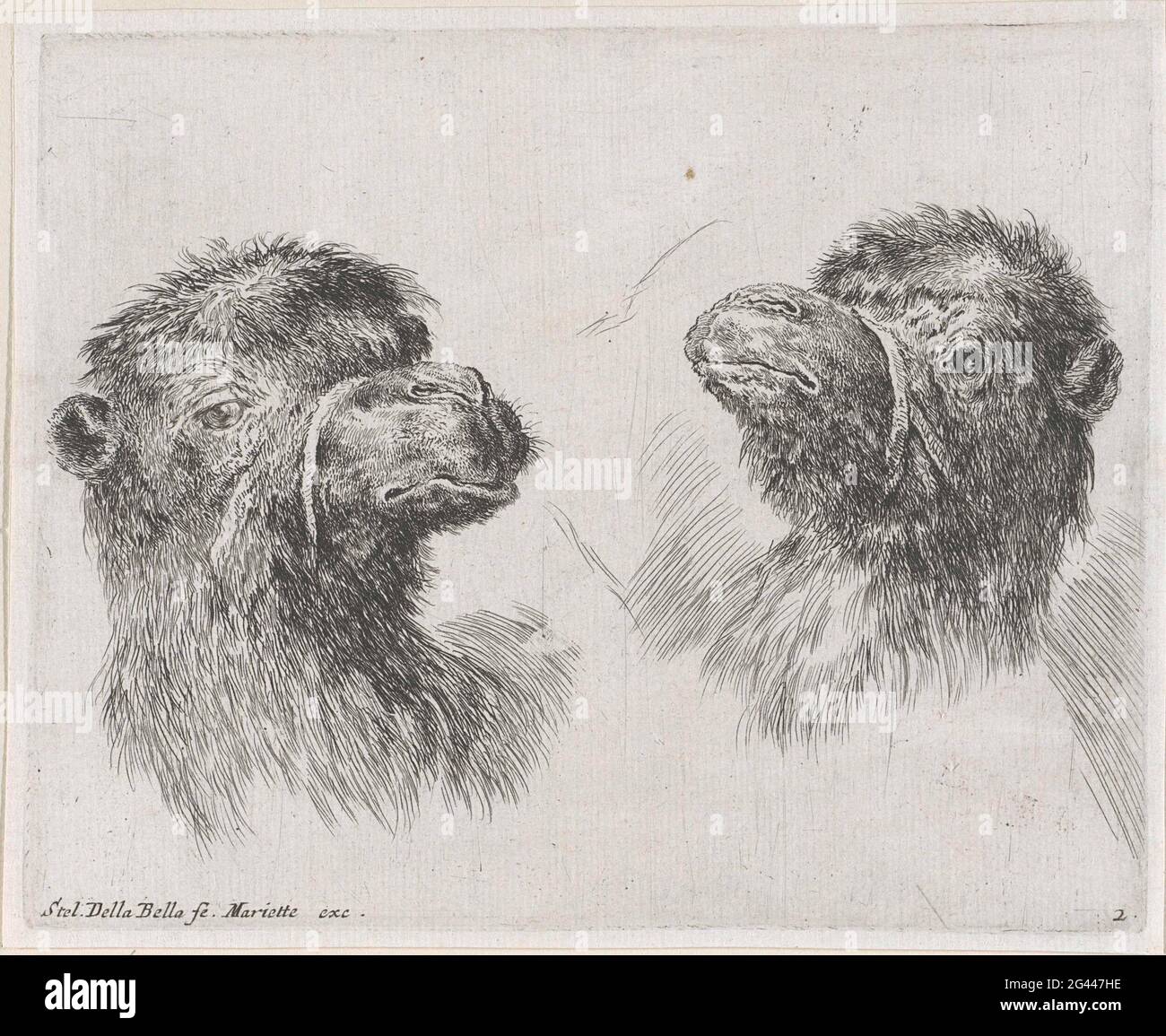 Two camel heads; Animal heads Stock Photo - Alamy