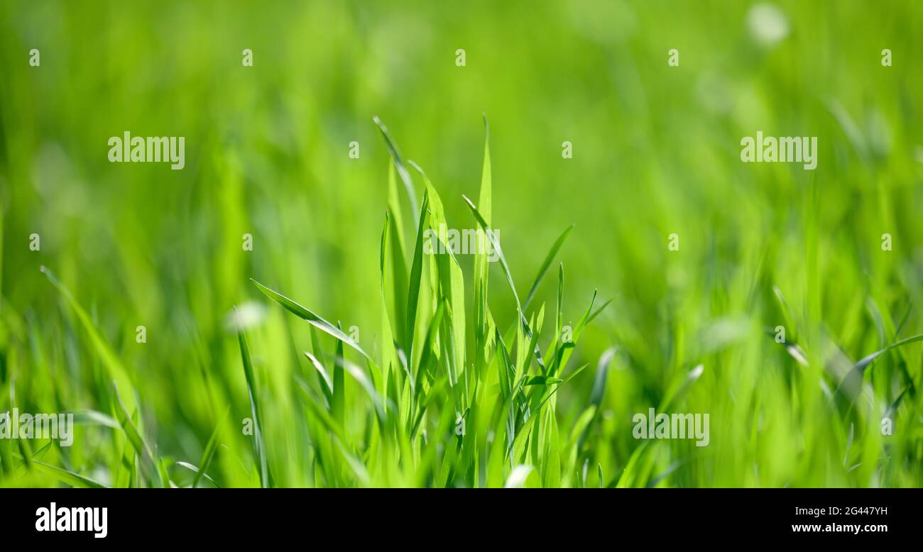 Lush grass hi-res stock photography and images - Alamy