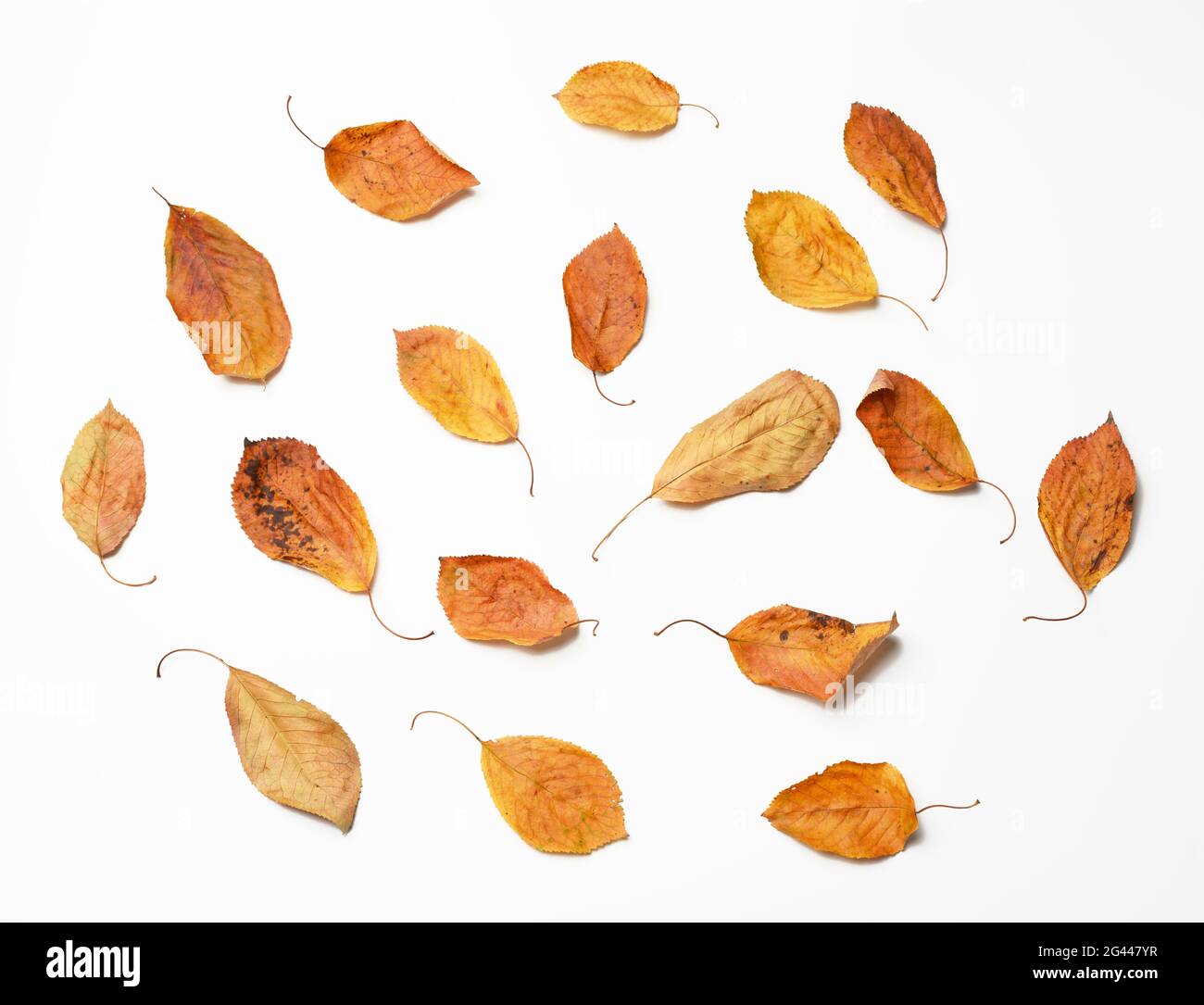 Dry golden cherry leaves on white background Stock Photo - Alamy