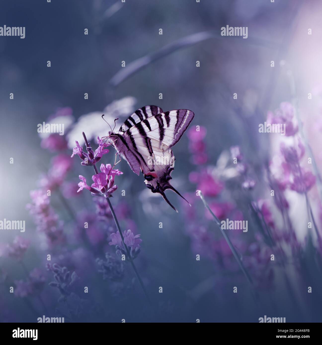 Beautiful Violet Nature Background.Floral Art Design.Macro Photography ...