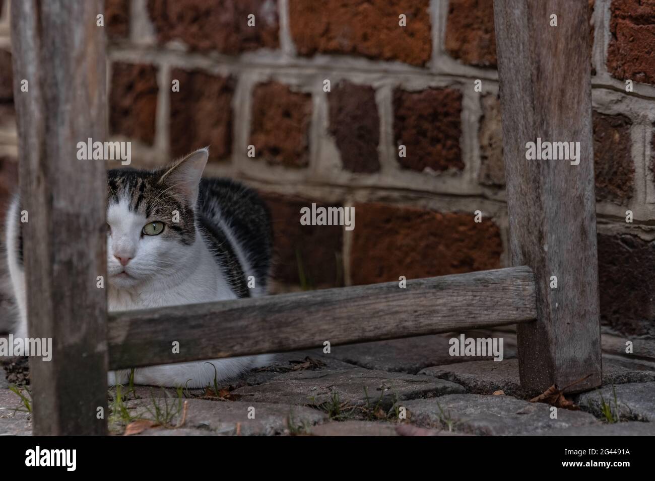 Hiding under the bench hi-res stock photography and images - Alamy