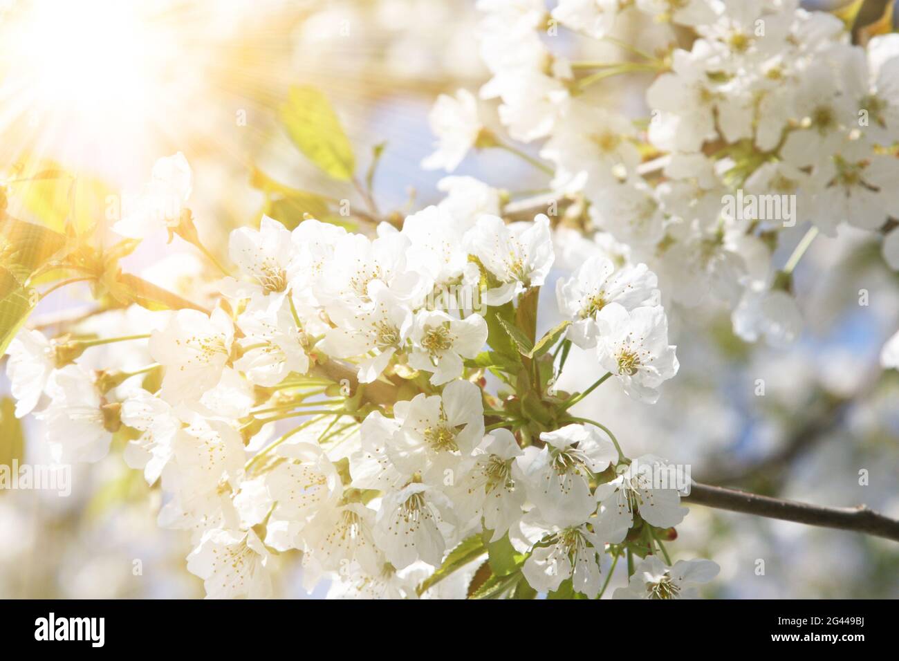 Beautiful branch of blossoming tree in spring Stock Photo - Alamy