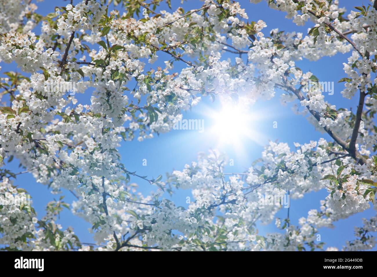 Spring natural background blossoming hi-res stock photography and ...