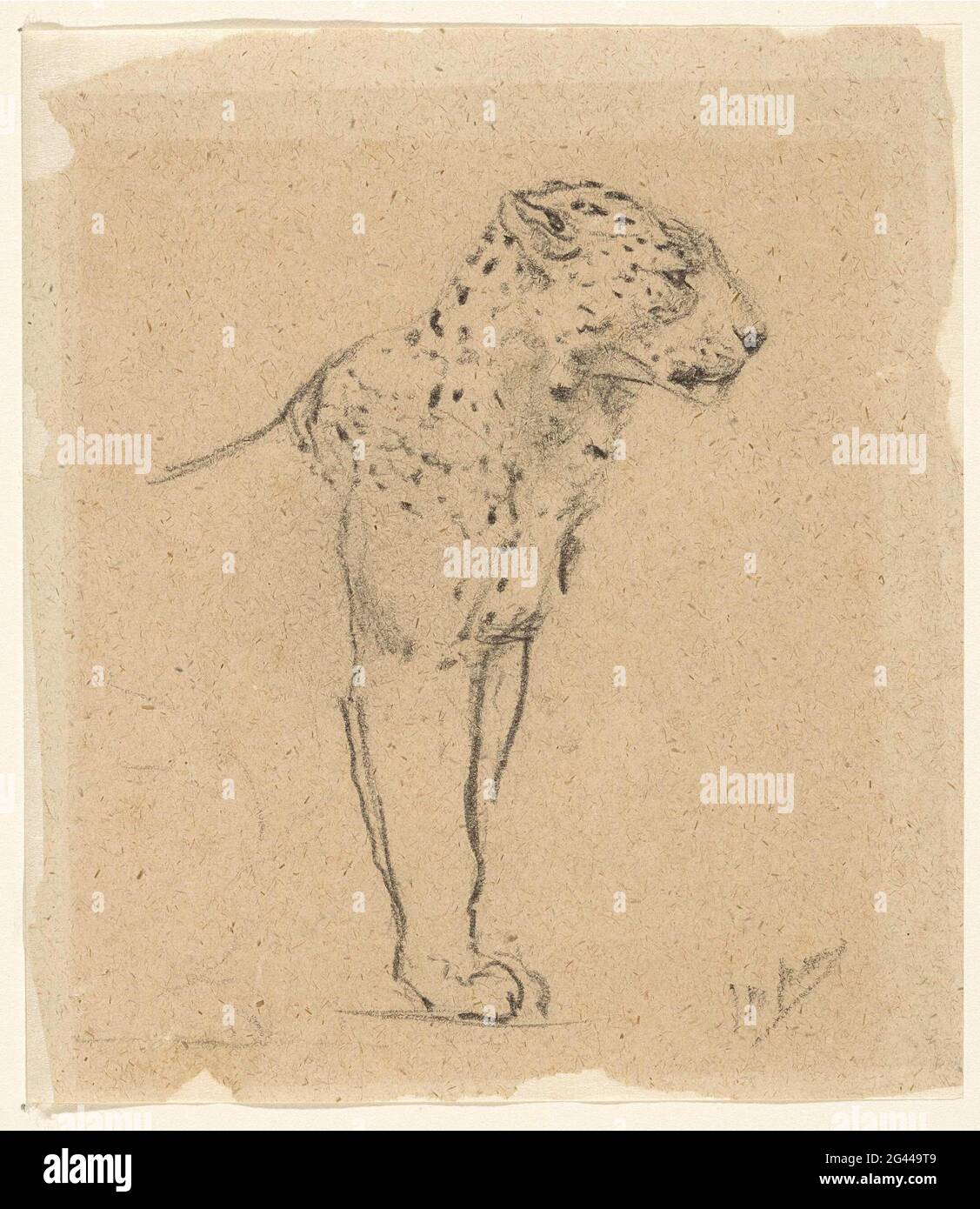 Study of a standing leopard. Study of a standing leopard, a fragment of ...