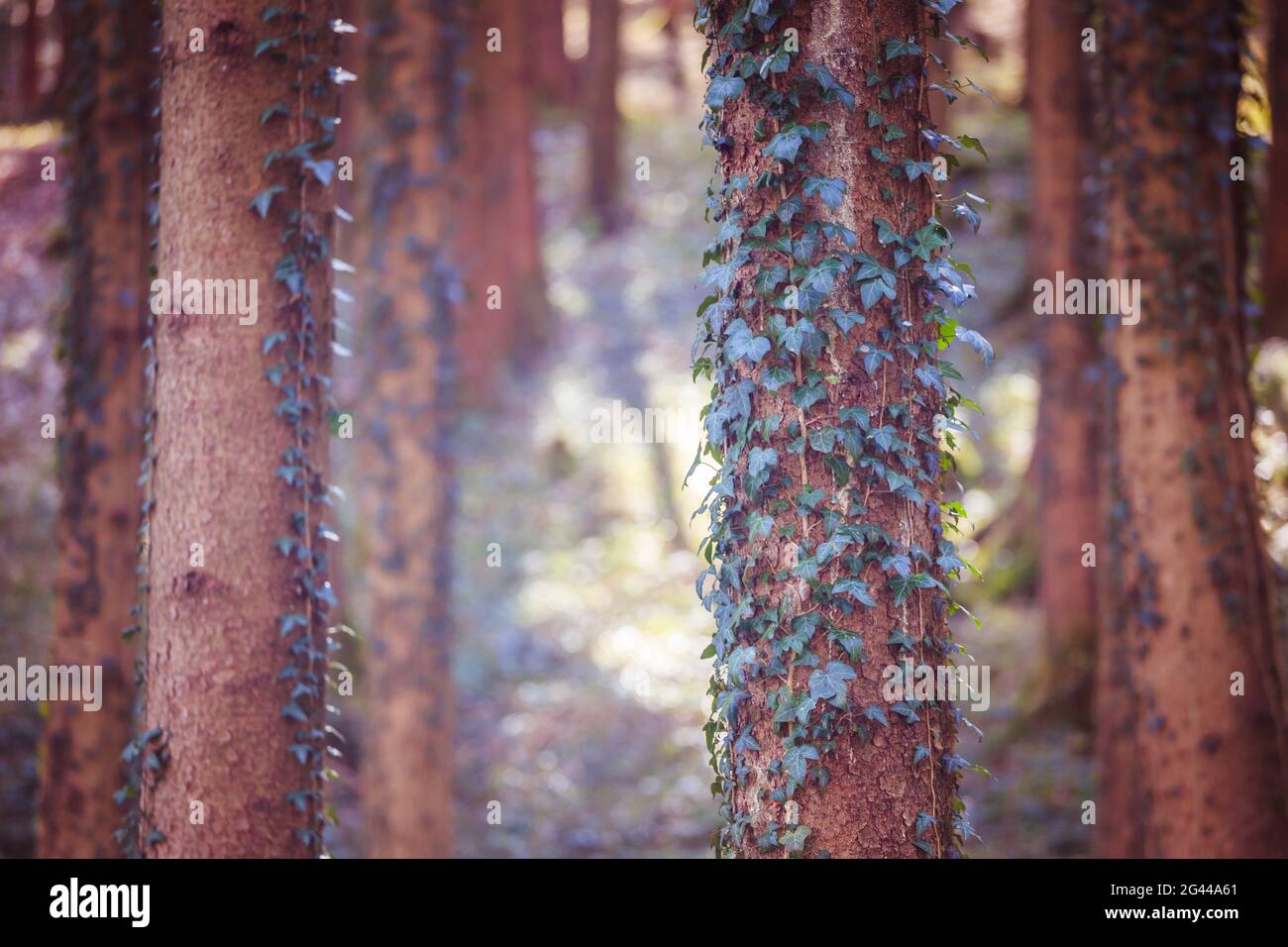 Old magical spring forest with trees and ivy Stock Photo - Alamy