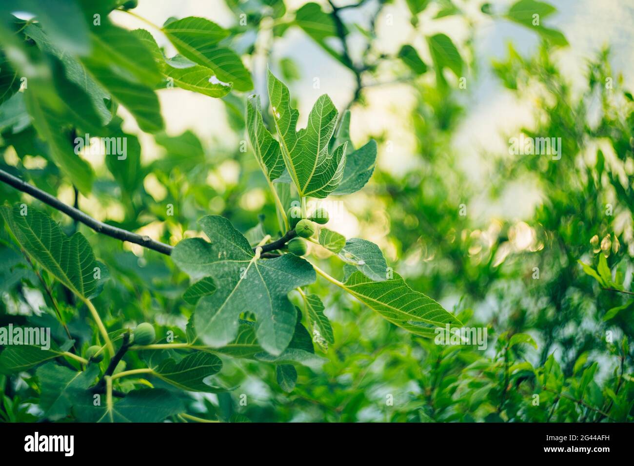 Small green fruits hi-res stock photography and images - Alamy