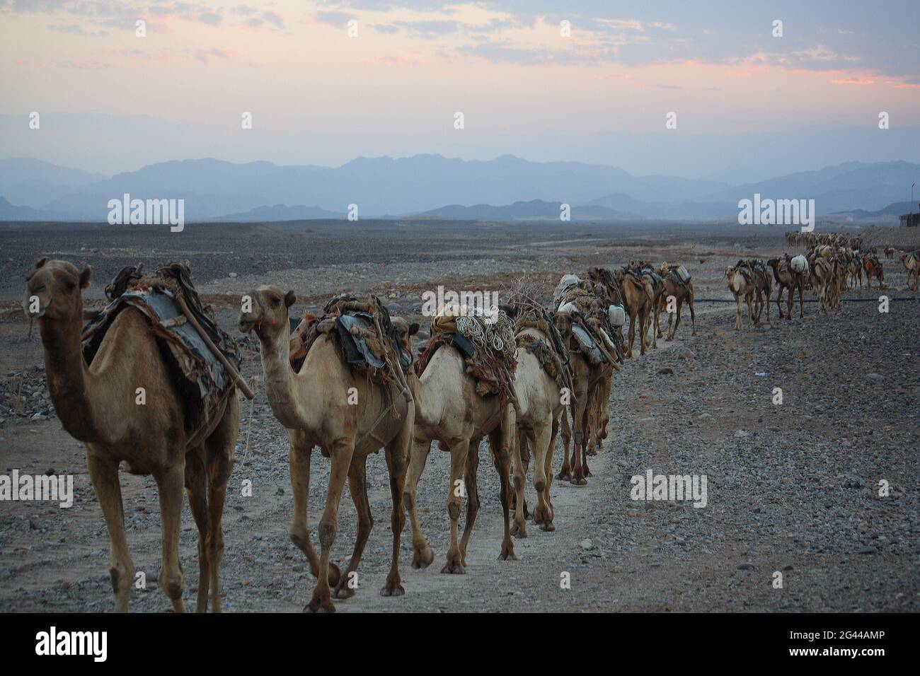 Ethiopia; Afar region; Danakil Desert; Camel caravan on the way to the ...