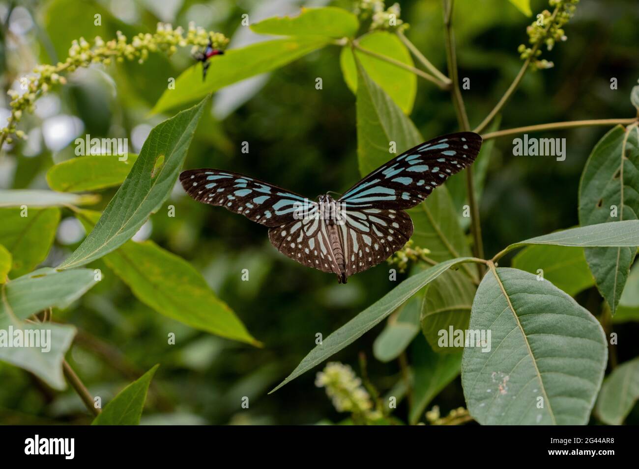 Blue Tiger butterfly - Tirumala limniace flying in wood in Laos in ...
