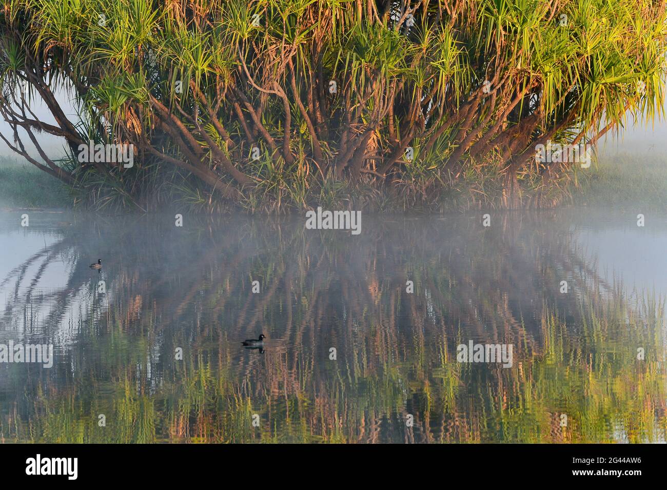 A palm tree stands in the river in the morning mist, Cooinda, Kakadu ...