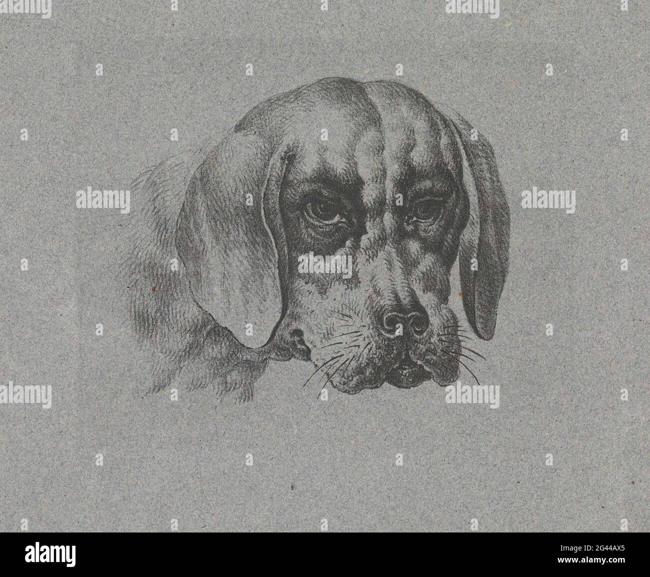 Dog head. The head is shown frontally Stock Photo - Alamy