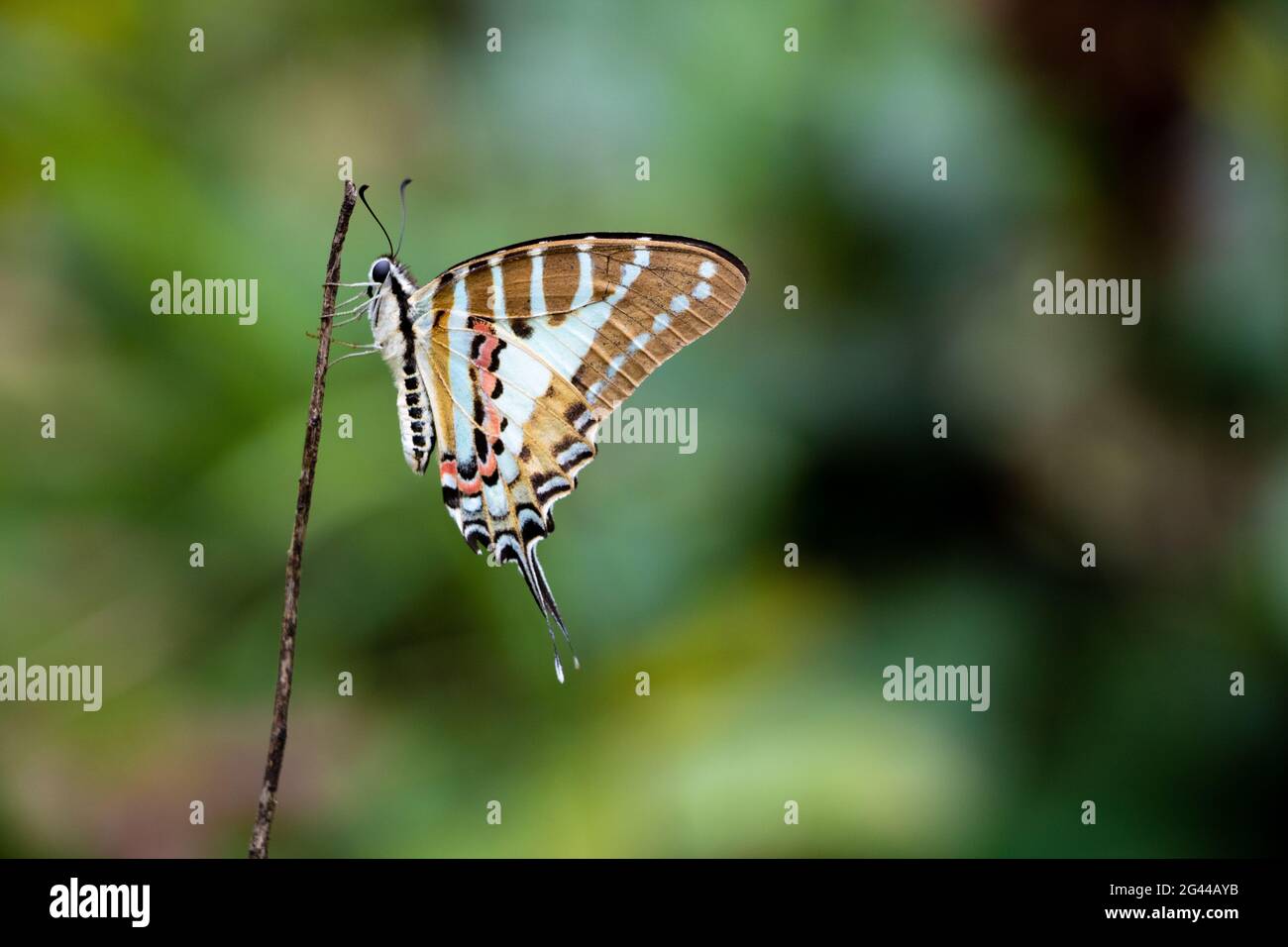 Swordtail hi-res stock photography and images - Alamy