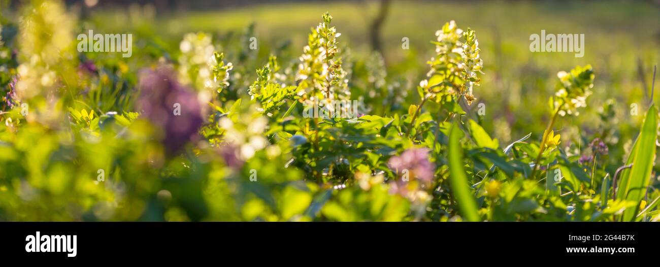 Meadow banner hi-res stock photography and images - Alamy